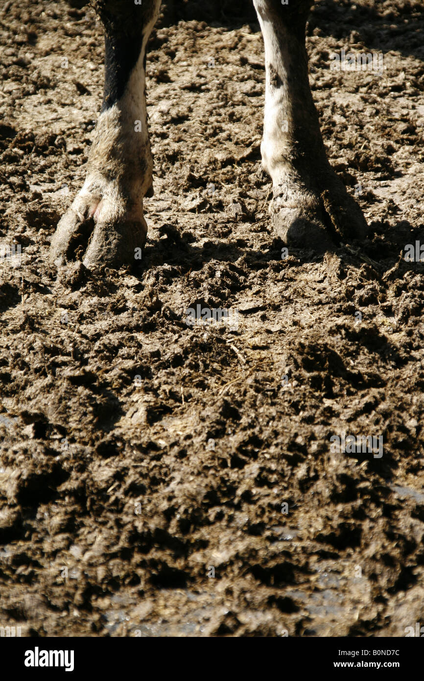 one cow in muddy farm yard Stock Photo - Alamy