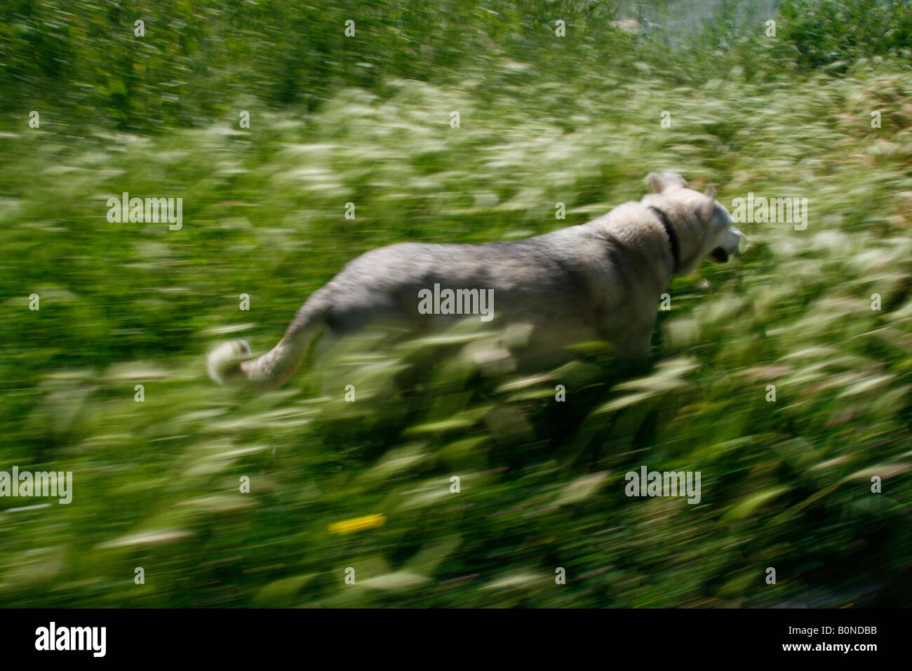 fast dog running in long grass in field Stock Photo - Alamy