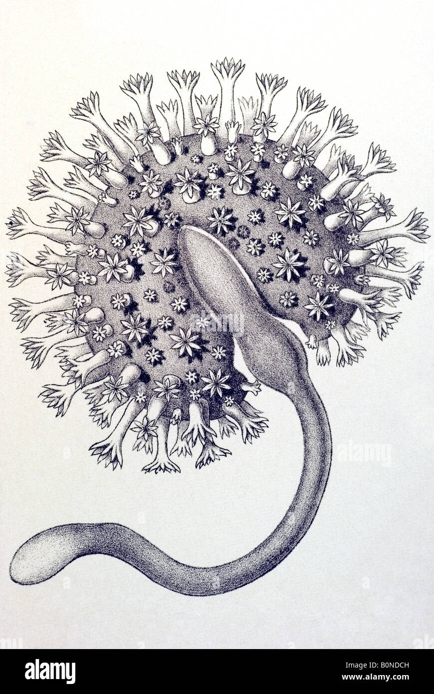 Pennatulida, Federkorallen Name Renilla reniformis, Haeckel art nouveau ...