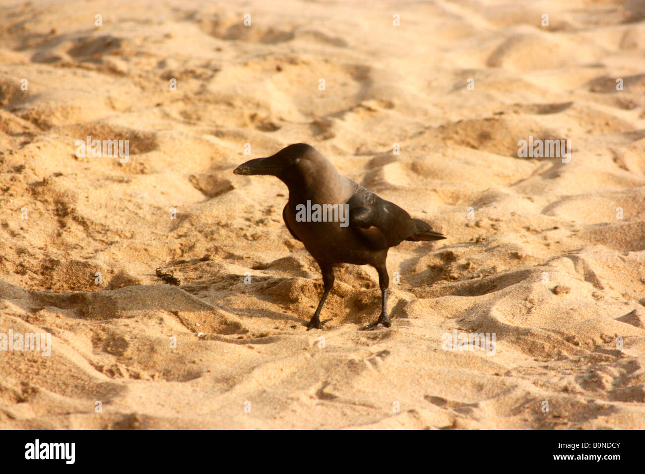 a crow at the beach Stock Photo - Alamy