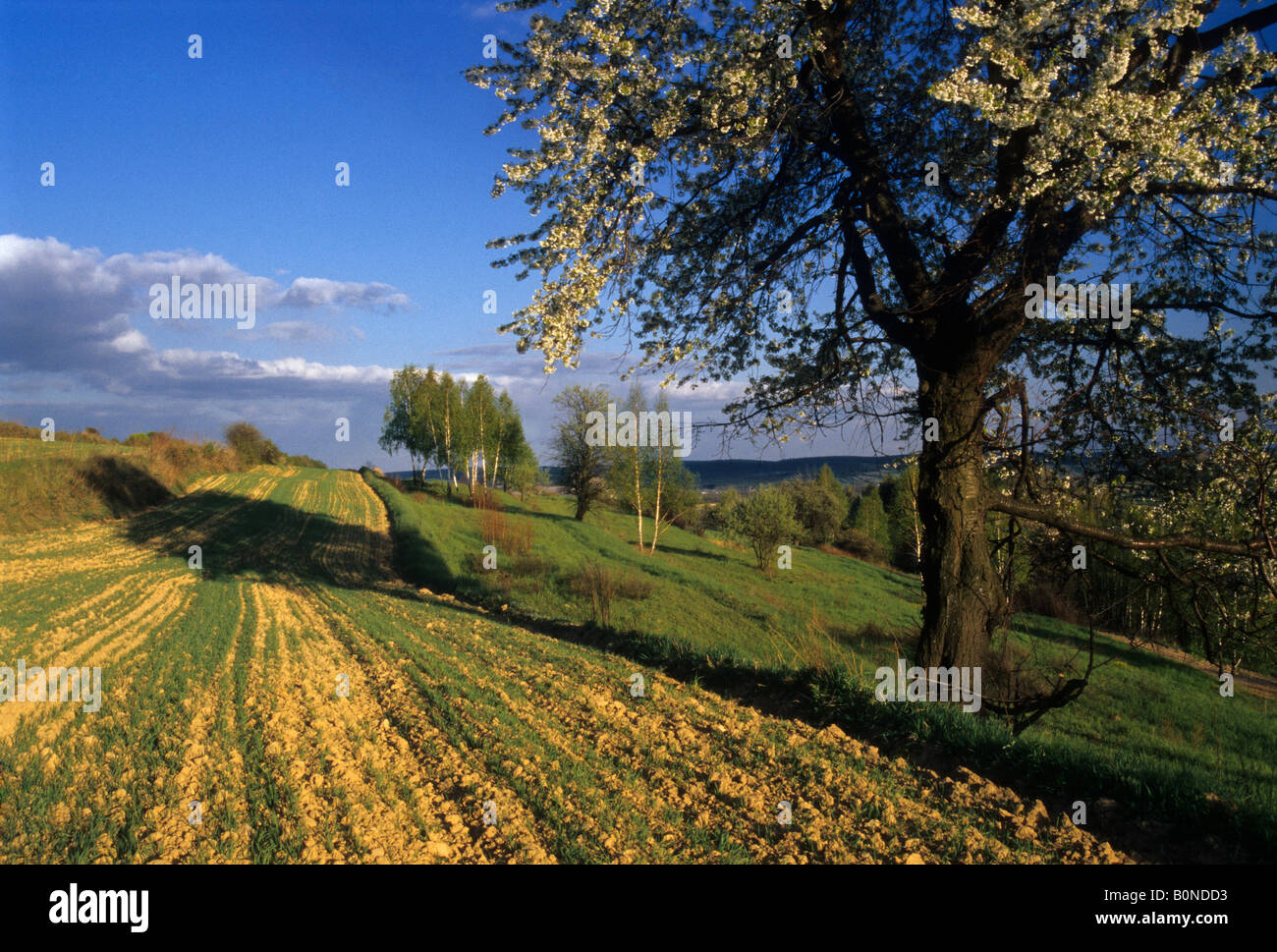 Spring blossom tree Poland landscape scenic Stock Photo - Alamy