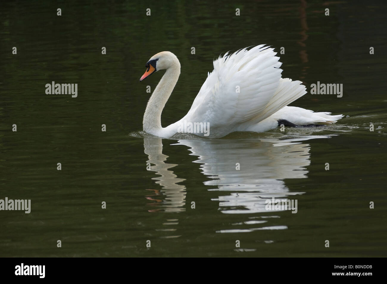 Male cob mute swan hi-res stock photography and images - Alamy