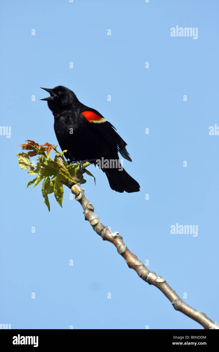 Red winged blackbird dawn hi-res stock photography and images - Alamy