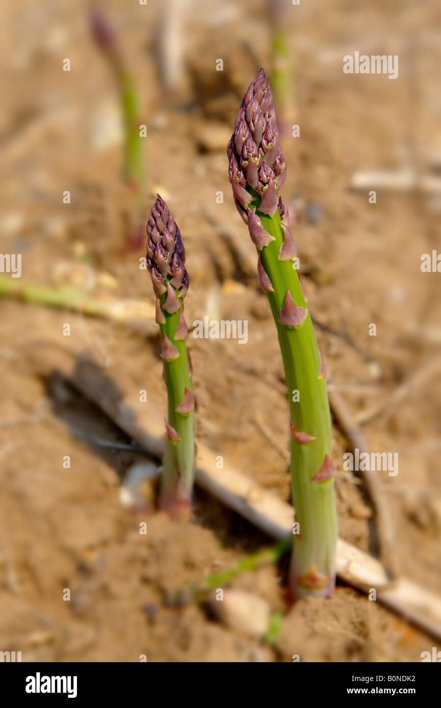 Asparagus growing in a field Stock Photo - Alamy