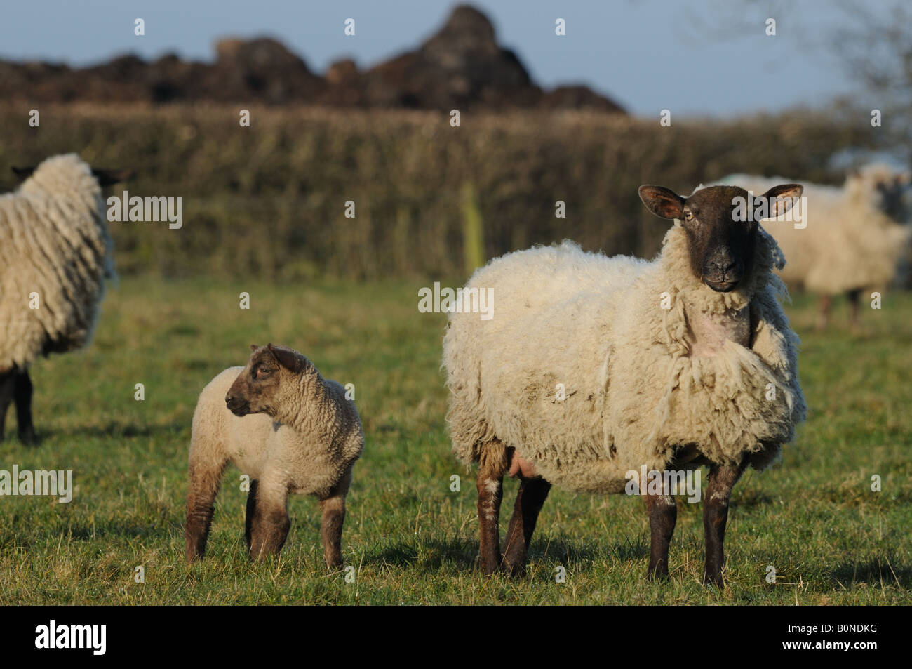 Young cute Spring lambs in the early morning English countryside Stock ...