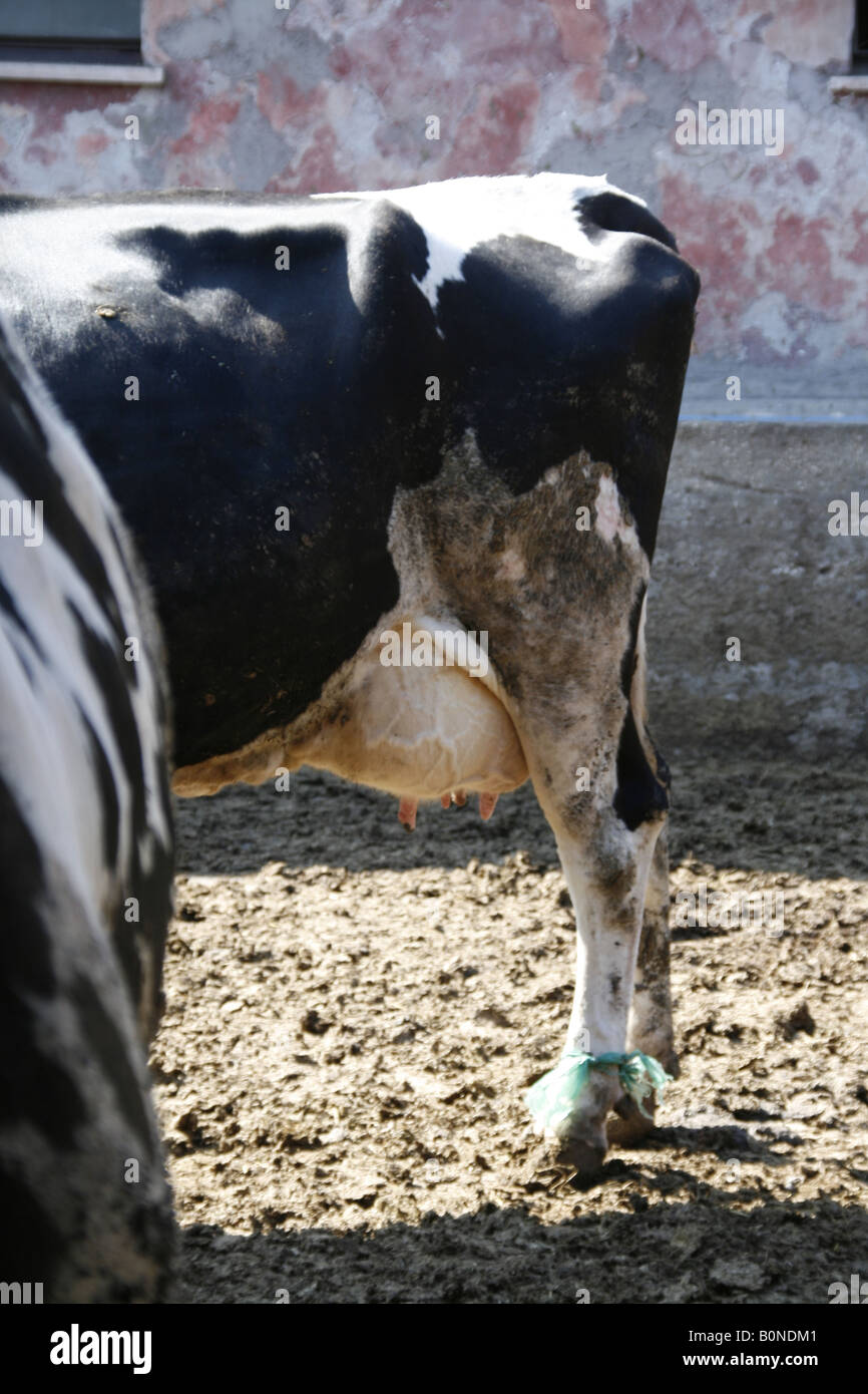 one cow in muddy farm yard Stock Photo - Alamy
