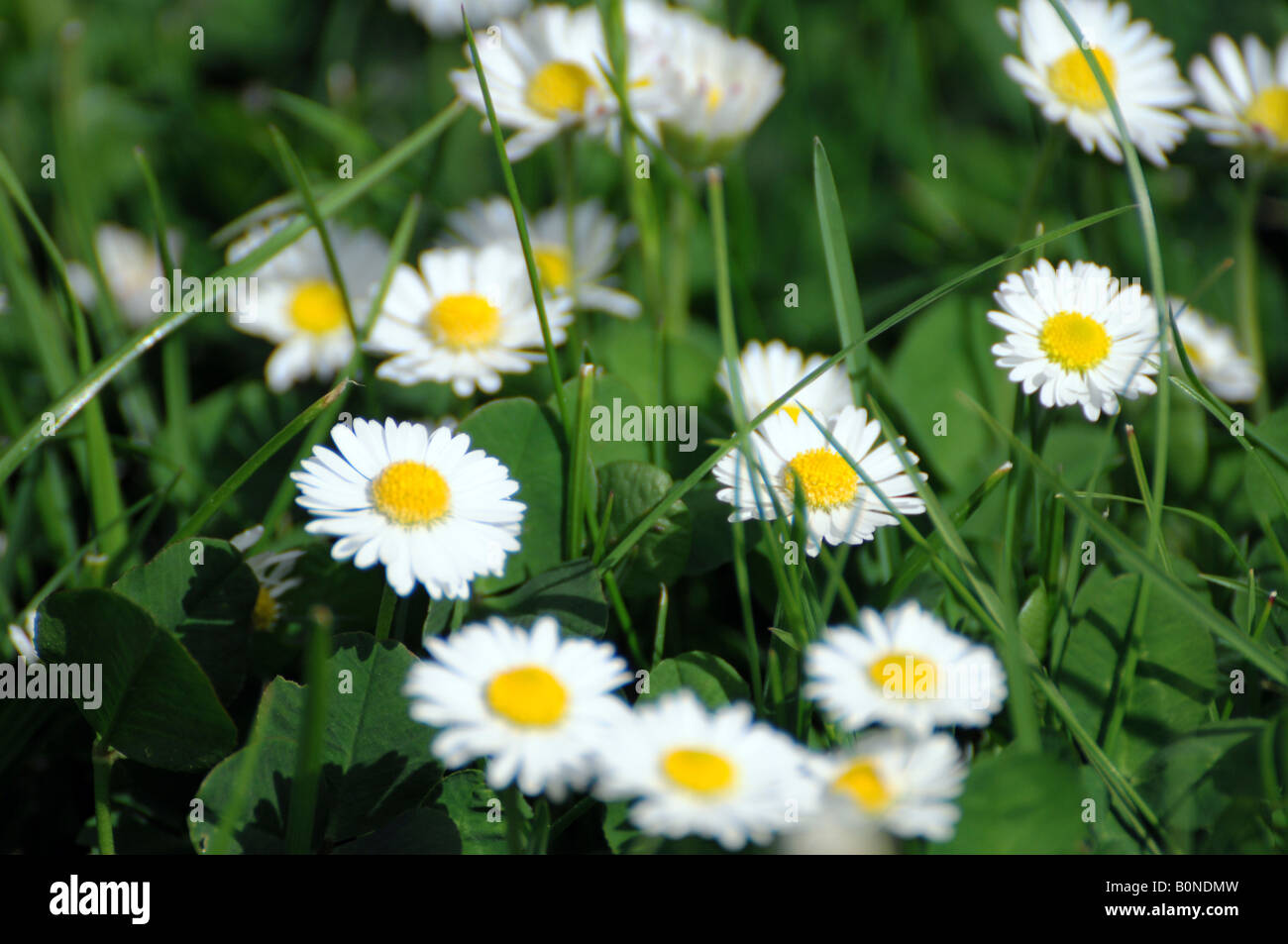 Common daisy bellis perennis hi-res stock photography and images - Alamy