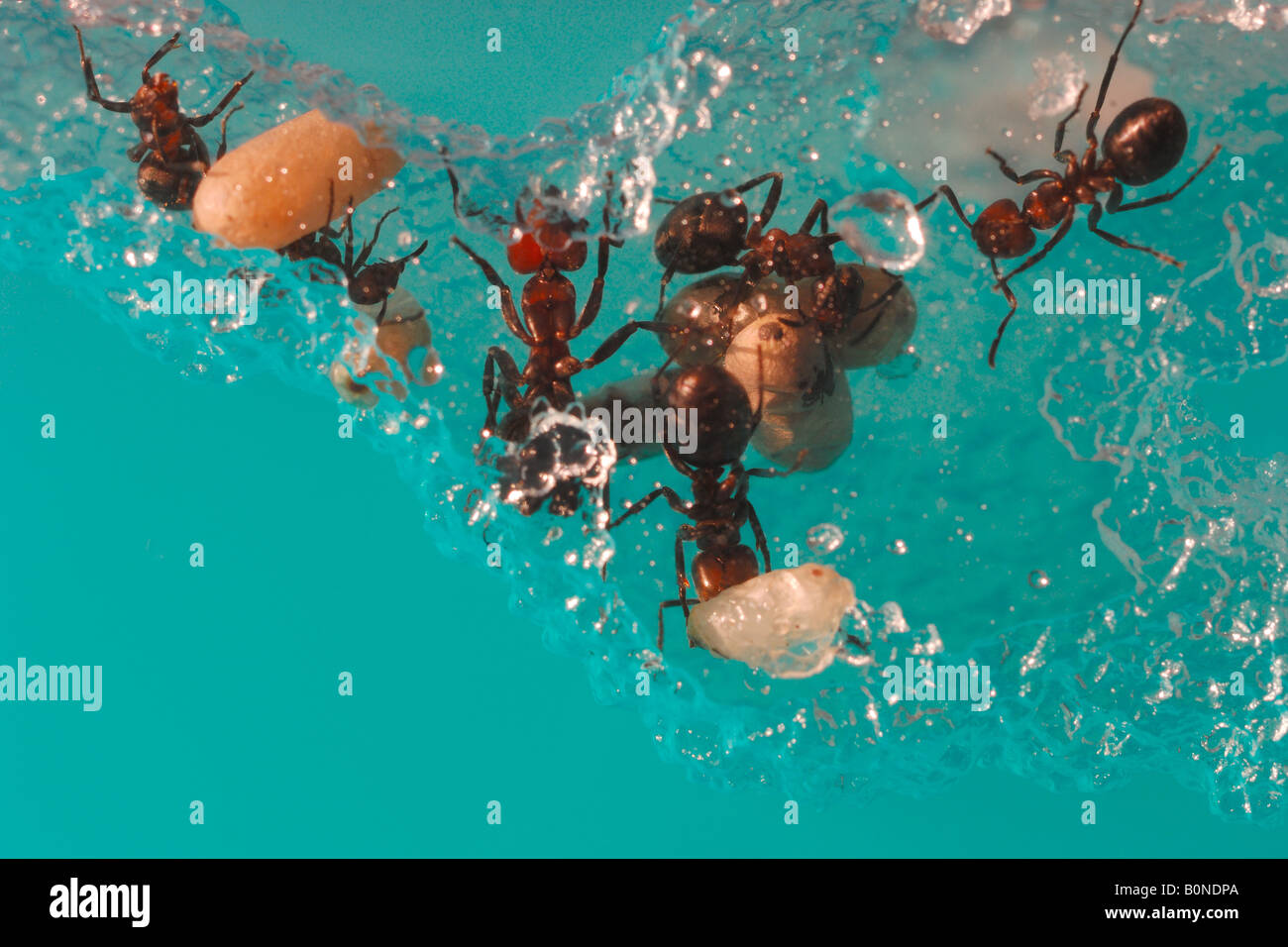 Formicaio hi-res stock photography and images - Alamy