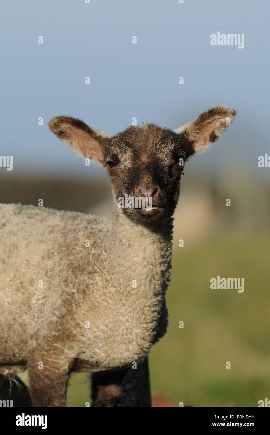 Young cute Spring lambs in the early morning English countryside Stock ...