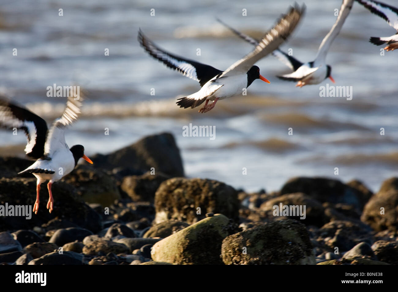Startle Birds High Resolution Stock Photography and Images - Alamy