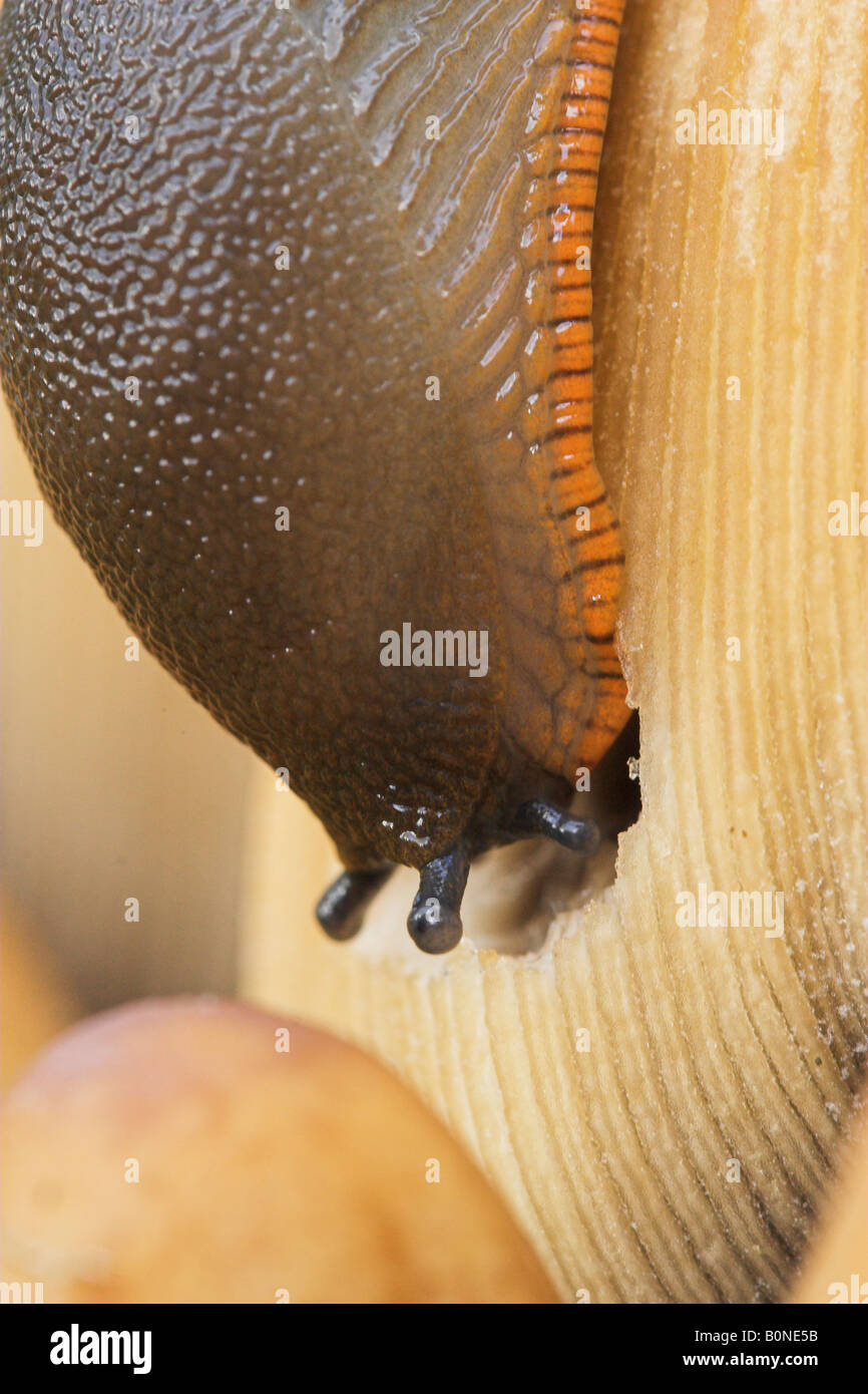 Slug eating mushroom Stock Photo - Alamy