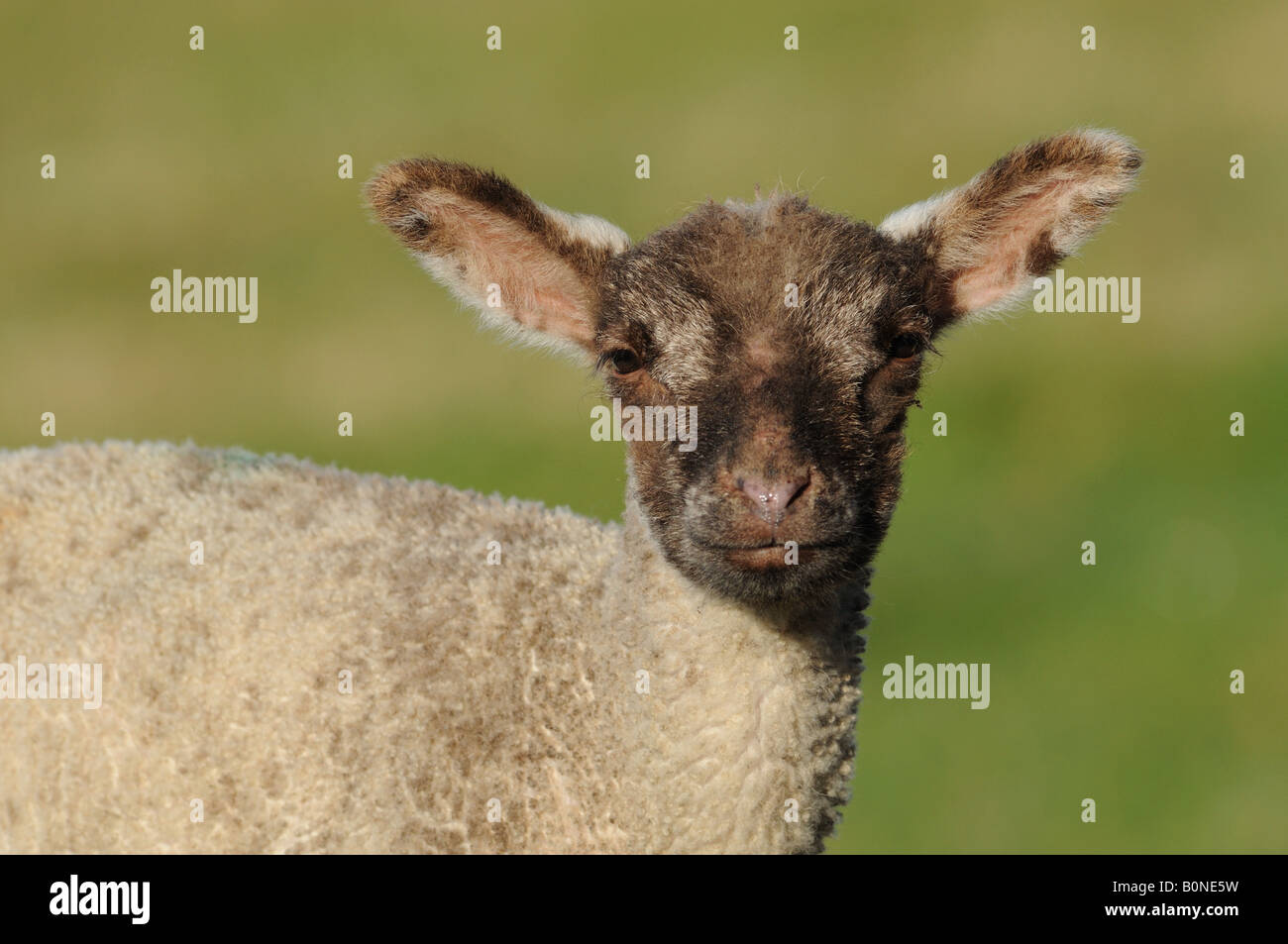 English_lamb hi-res stock photography and images - Alamy