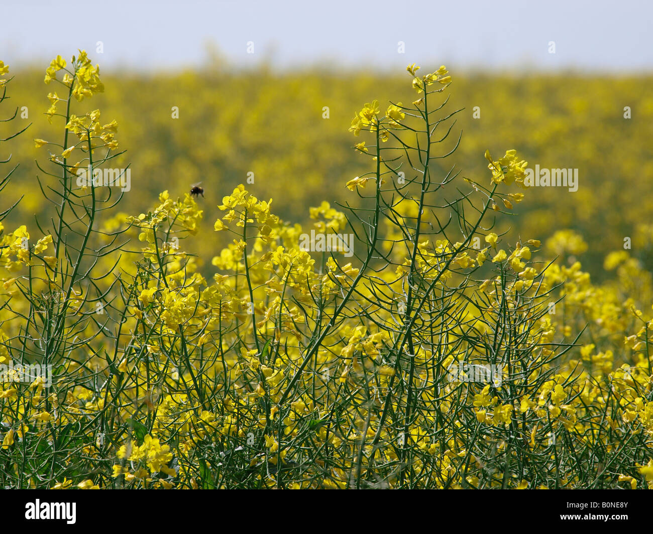 Flax flower stalks hi-res stock photography and images - Alamy