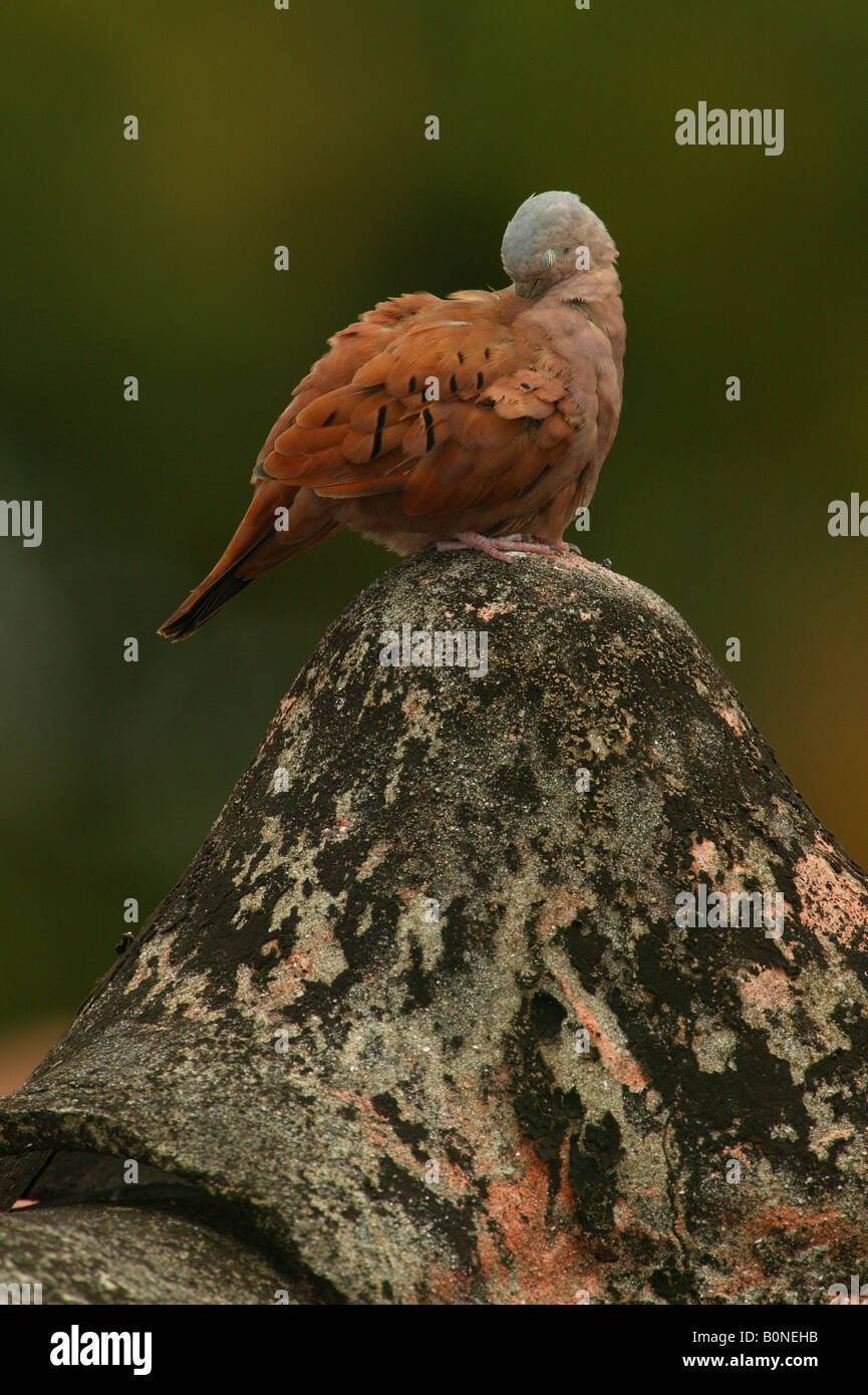 Ruddy Ground-Dove, Columbina talpacoti, at sleep on a rooftop in Panama ...