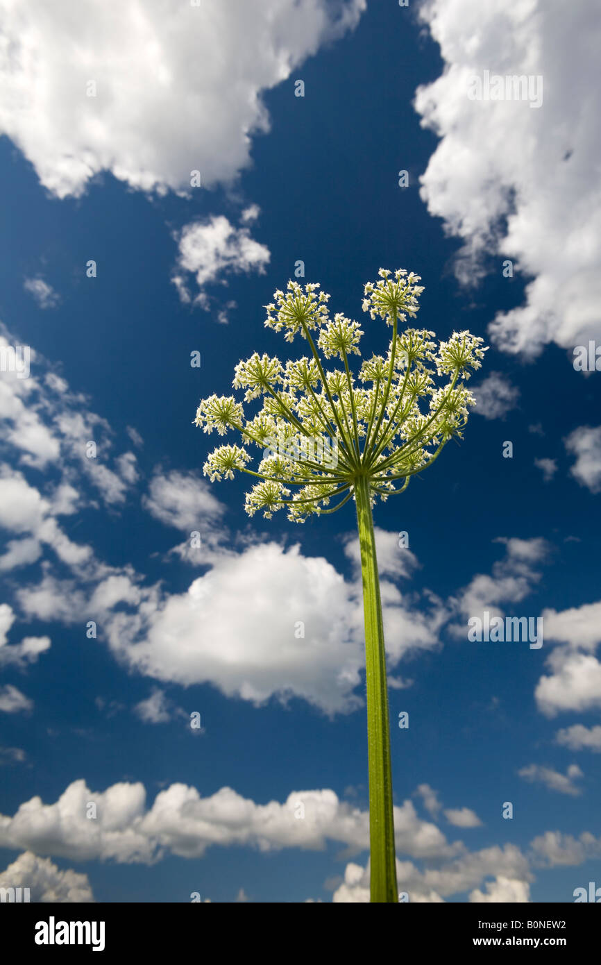 A blossoming Garden angelica umbel (Angelica archangelica). Ombelle d ...