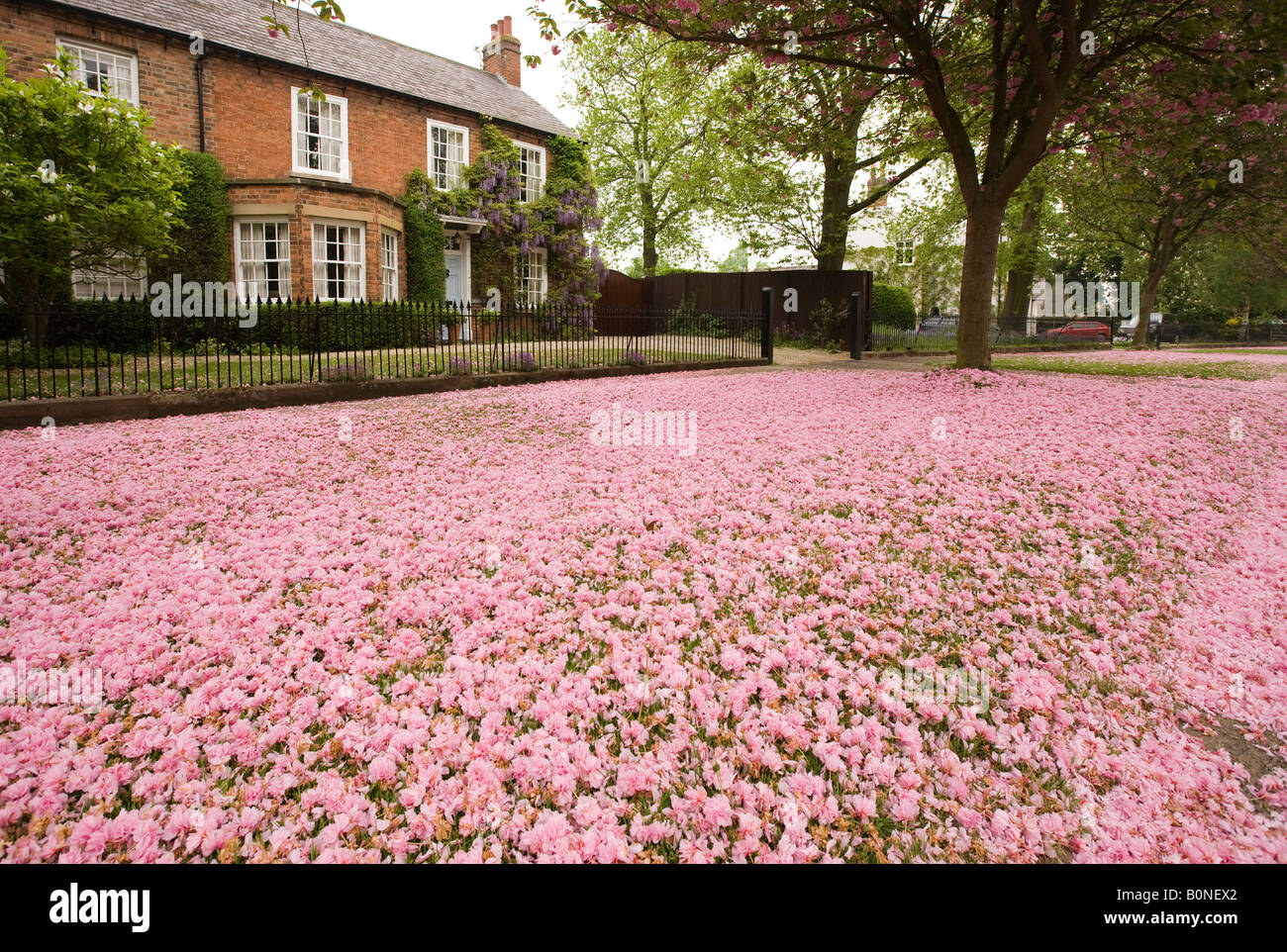 UK England Nottinghamshire Scarrington carpet of pink flowering cherry ...