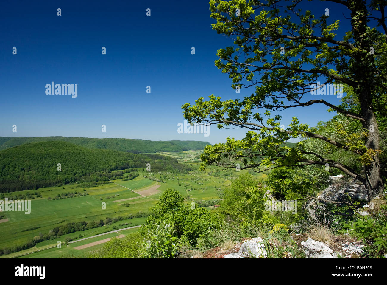 Hausener Felsen, view from old limestone cliff with tree in spring ...