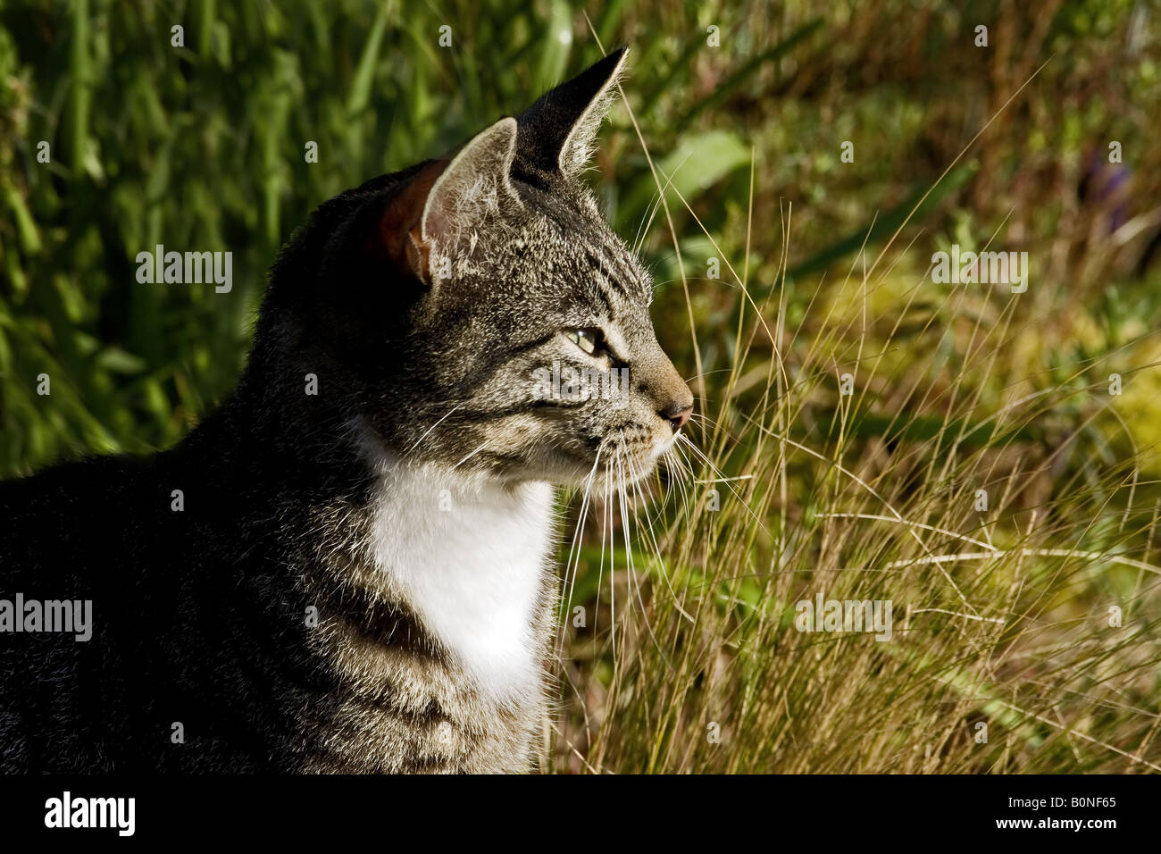 domestic cat hunting Stock Photo - Alamy