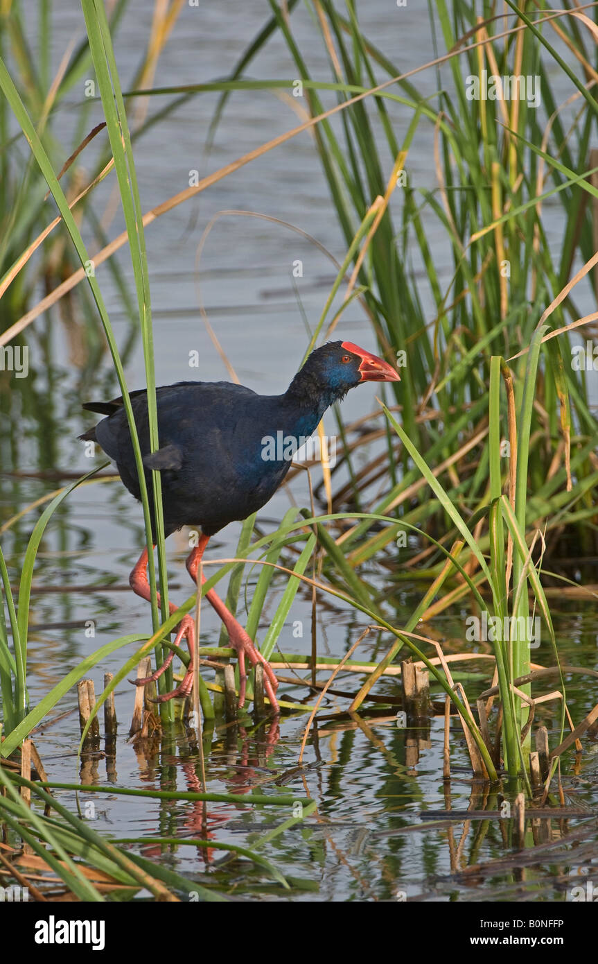 Freshwater swamp reeds hi-res stock photography and images - Alamy