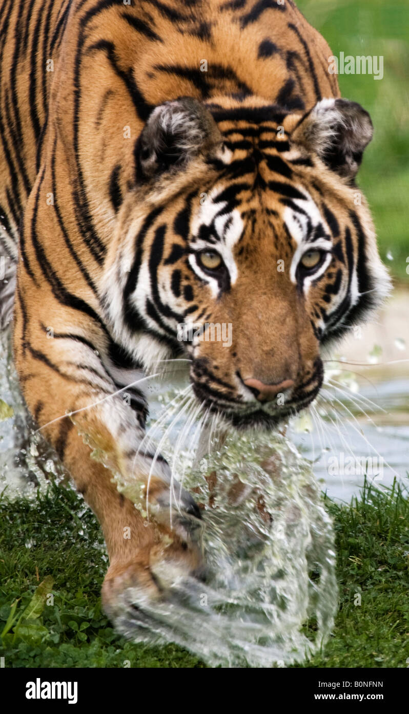 Tiger walking on grass,Kent,England,United Kingdom Stock Photo - Alamy