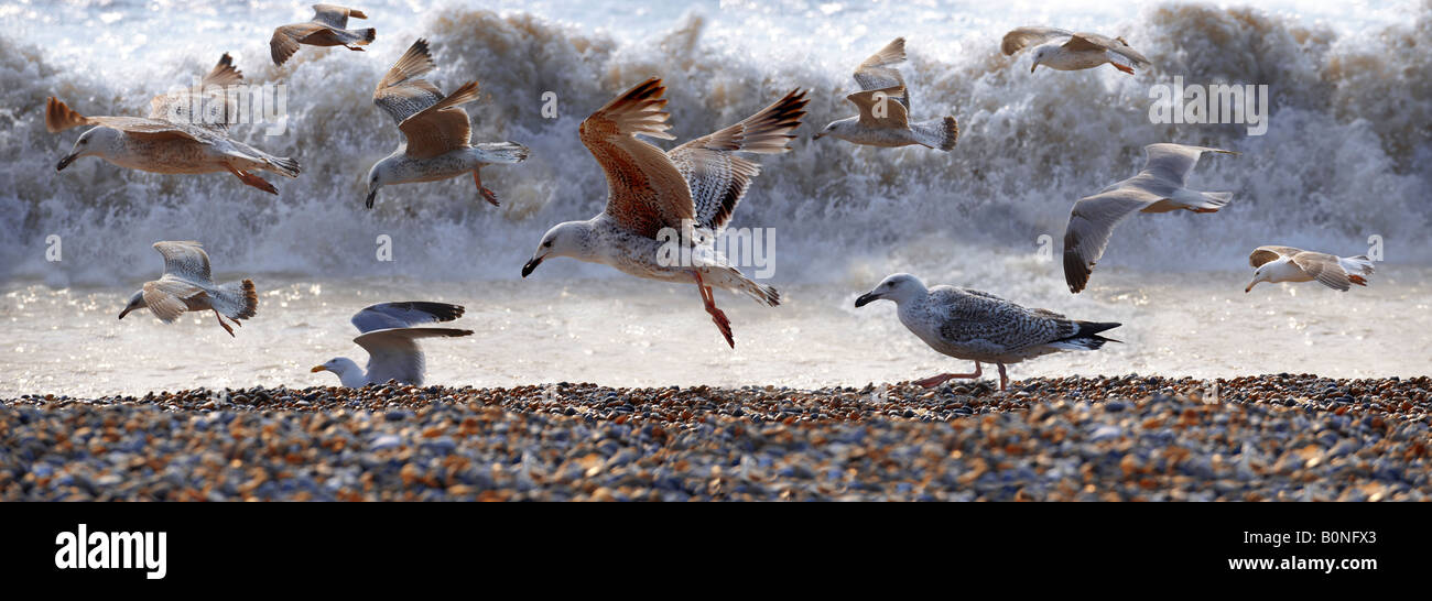 Flying gulls hi-res stock photography and images - Alamy