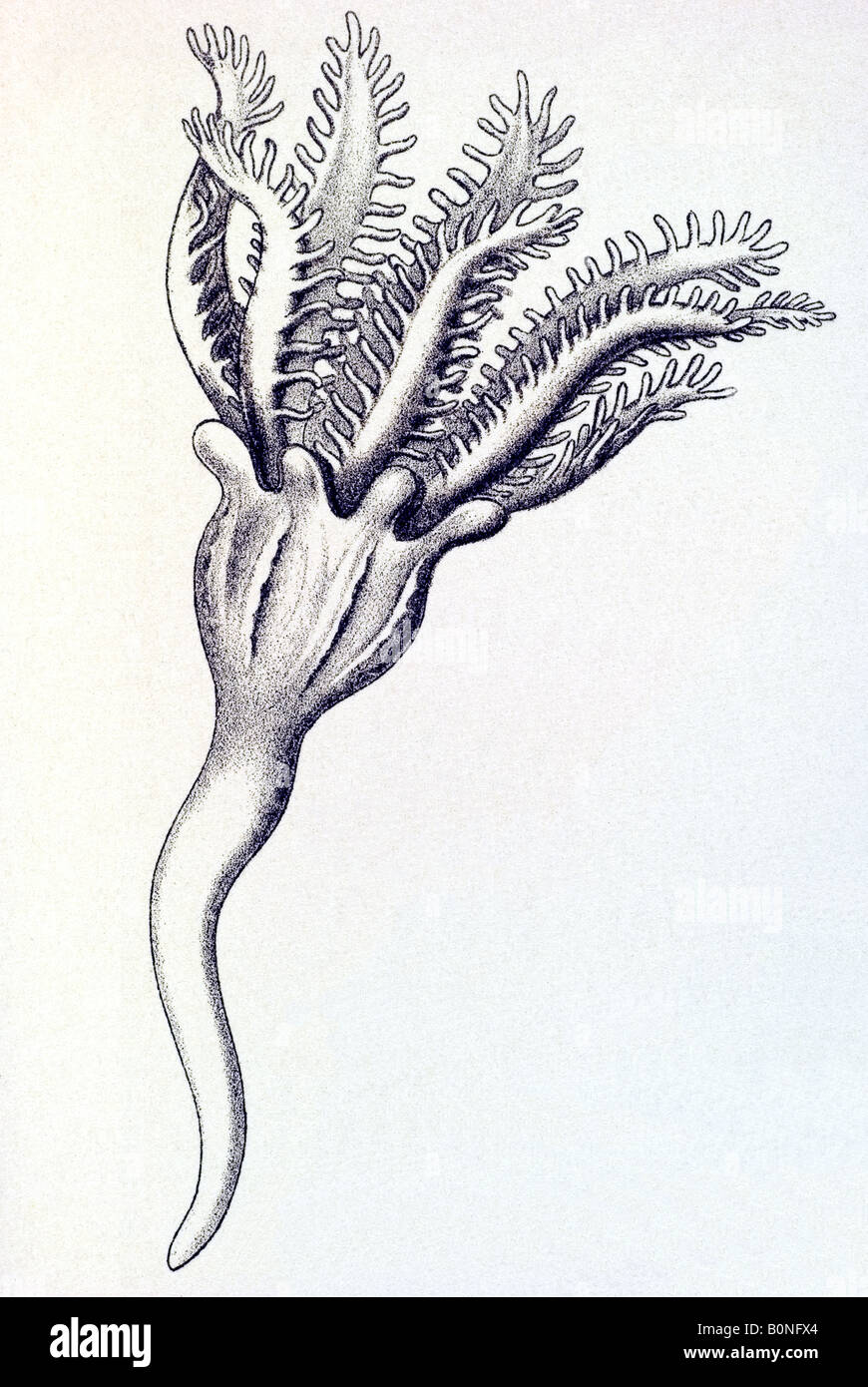 Renilla reniformis hi-res stock photography and images - Alamy