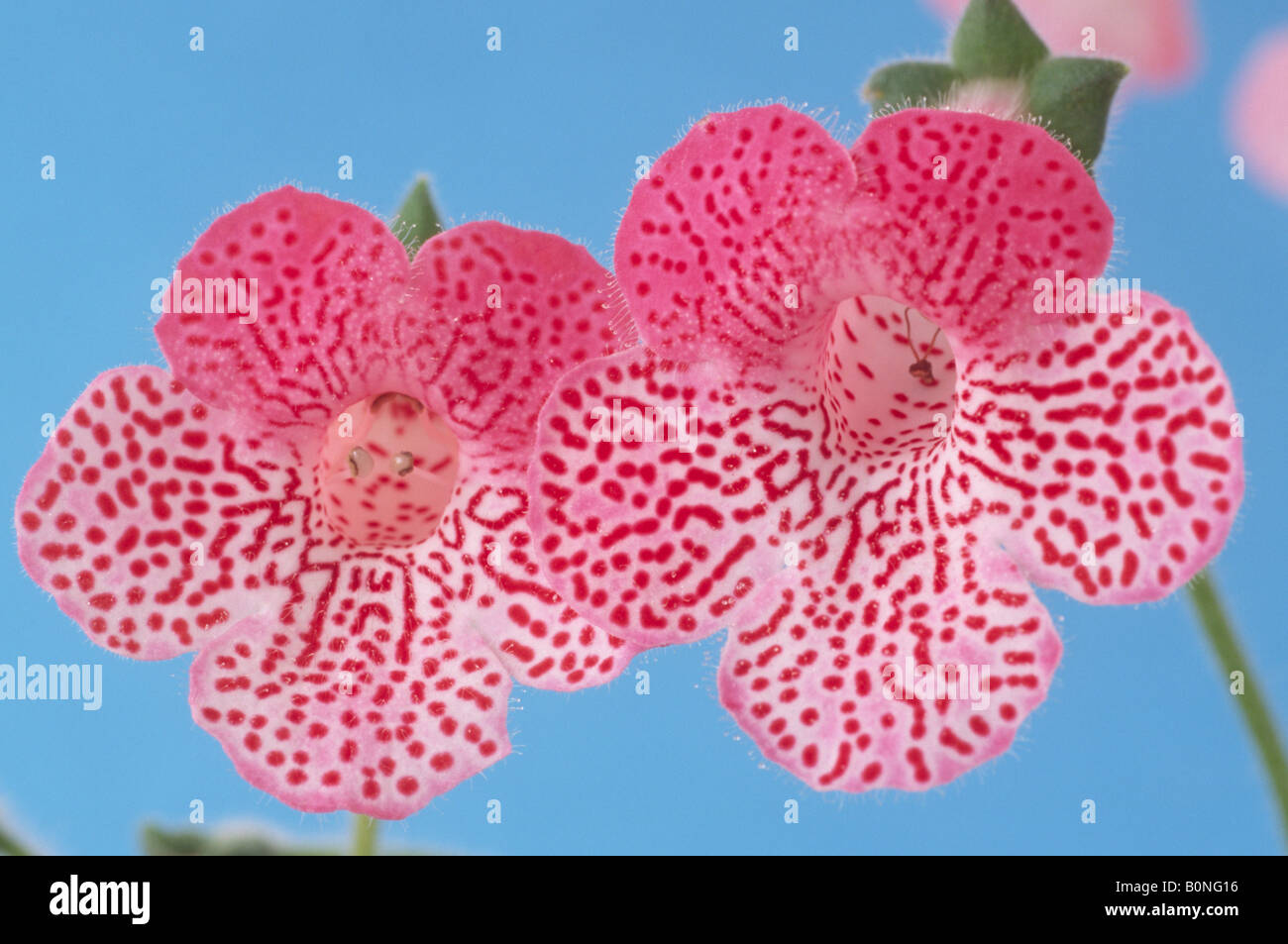 Pink flower kohleria hi-res stock photography and images - Alamy