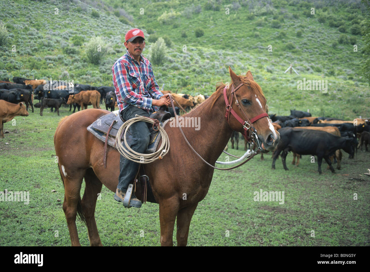 A cowboy on horseback with a herd of cows near Steamboat Springs ...