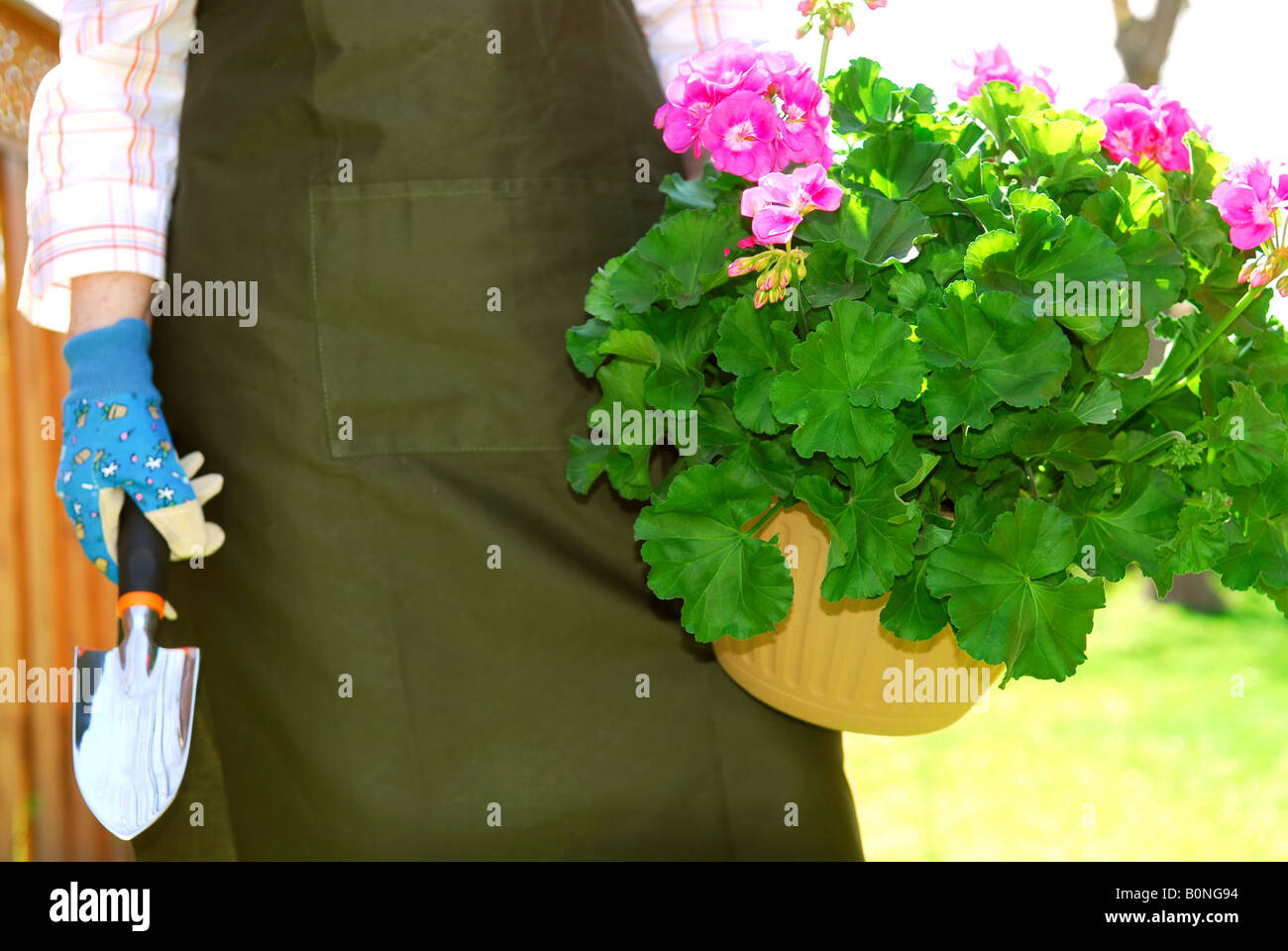 Woman in gardening apron carrying pot with geraniums Stock Photo - Alamy
