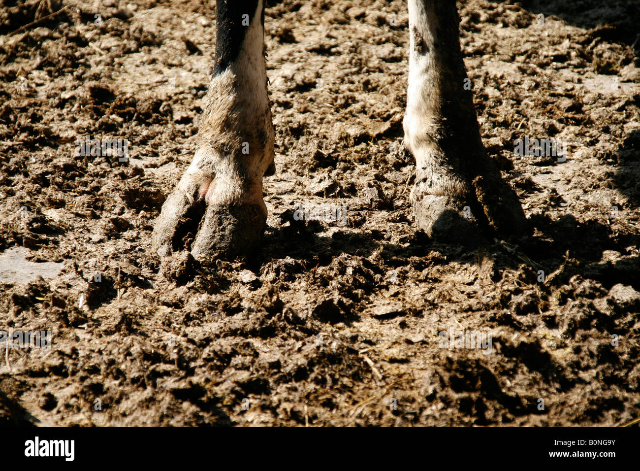 one cow in muddy farm yard Stock Photo - Alamy