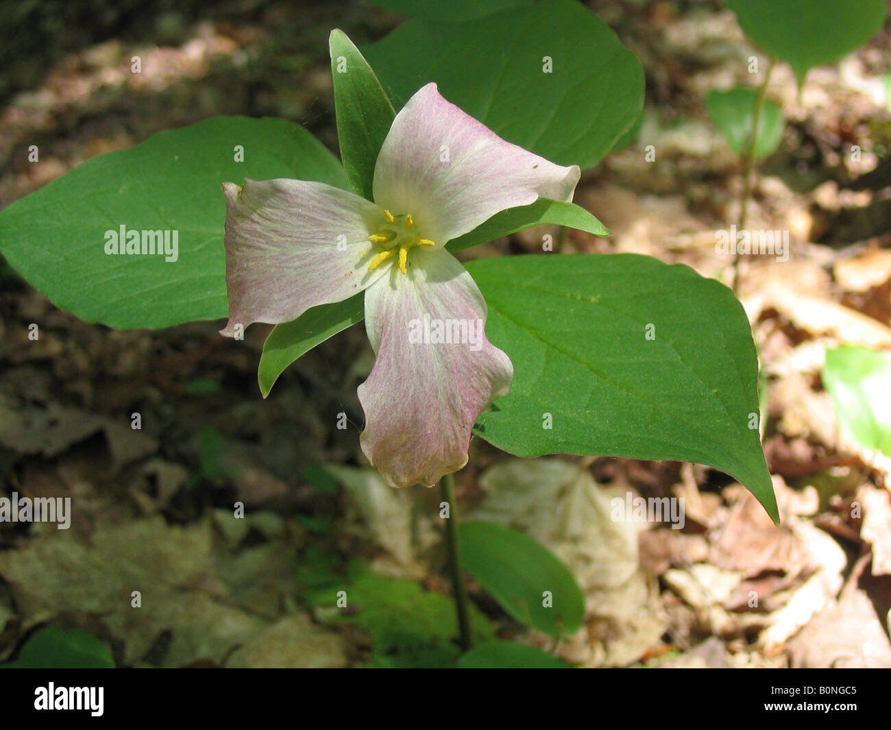 Purple, White Trillium flower in the sunshine Stock Photo - Alamy