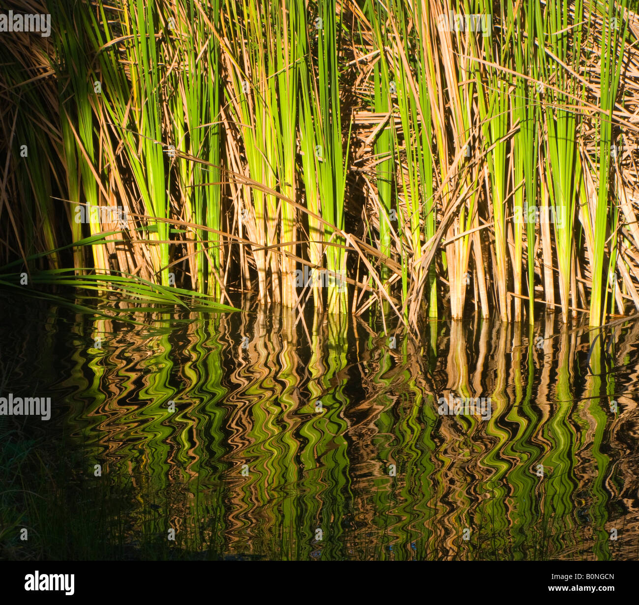 Reed reflection hi-res stock photography and images - Alamy