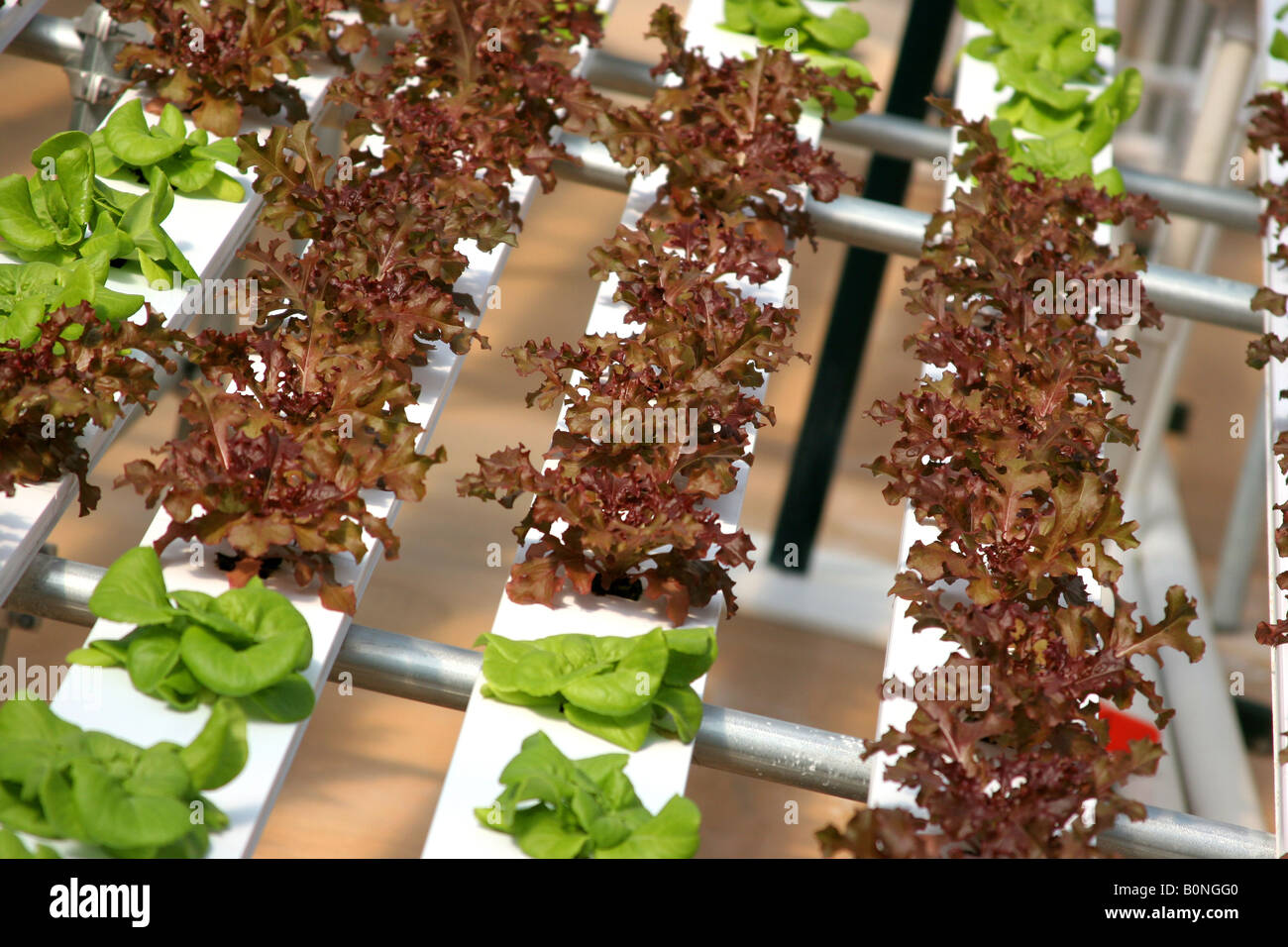 Cultivation of various foods inside a greenhouse Stock Photo - Alamy
