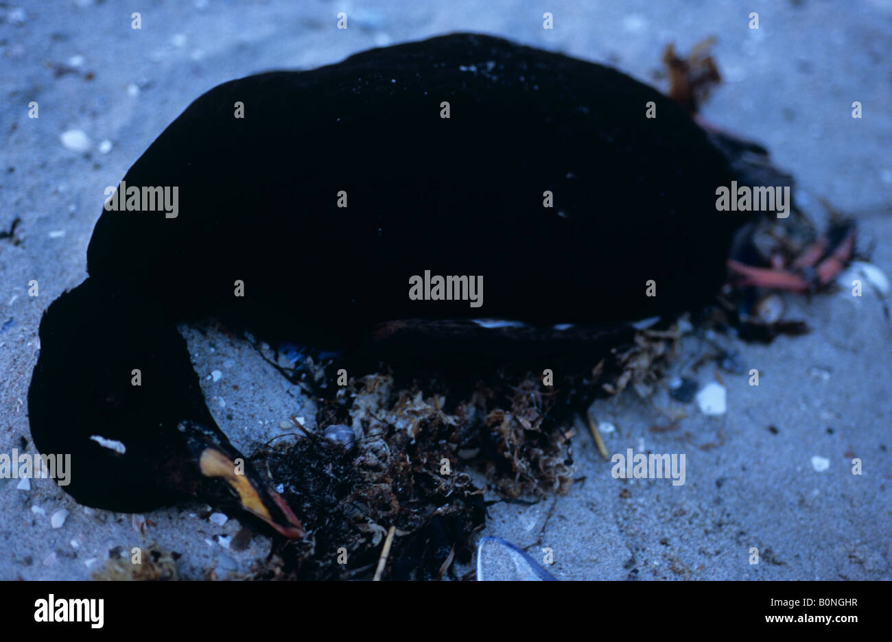 Dying seabird hi-res stock photography and images - Alamy