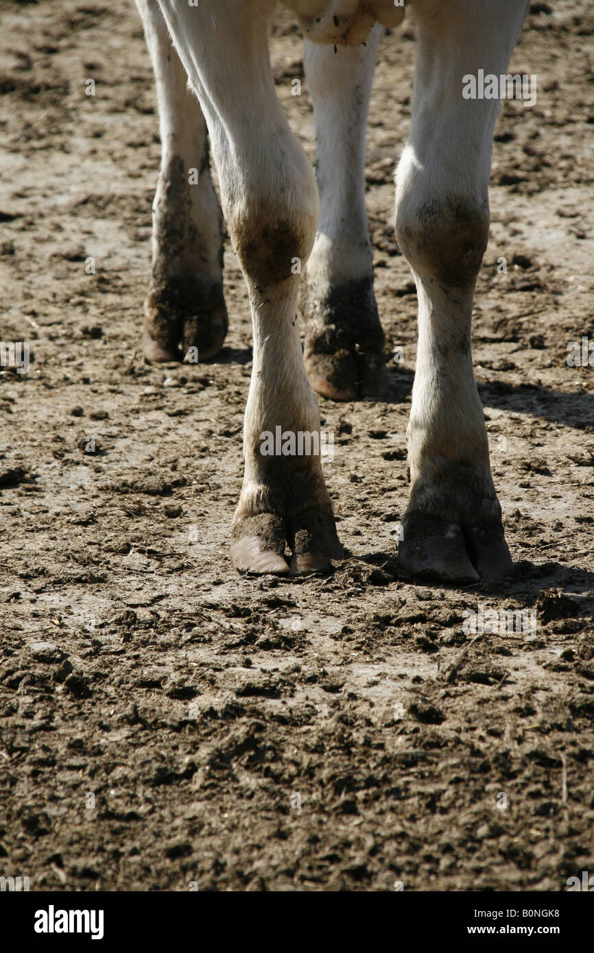 one cow in muddy farm yard Stock Photo - Alamy