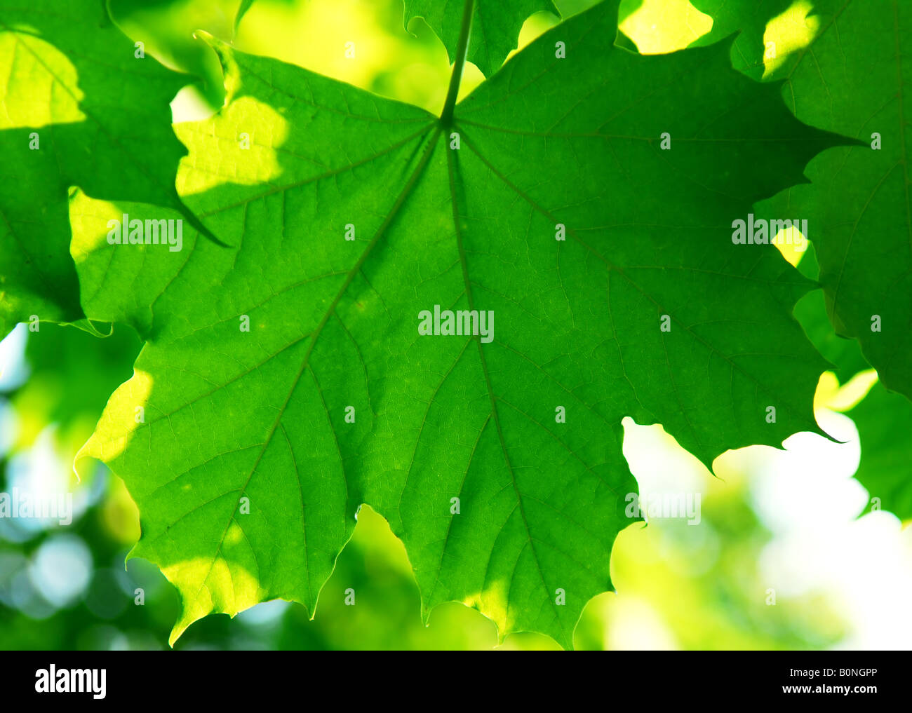 Background of green maple leaves backlit by afternoon sun Stock Photo ...