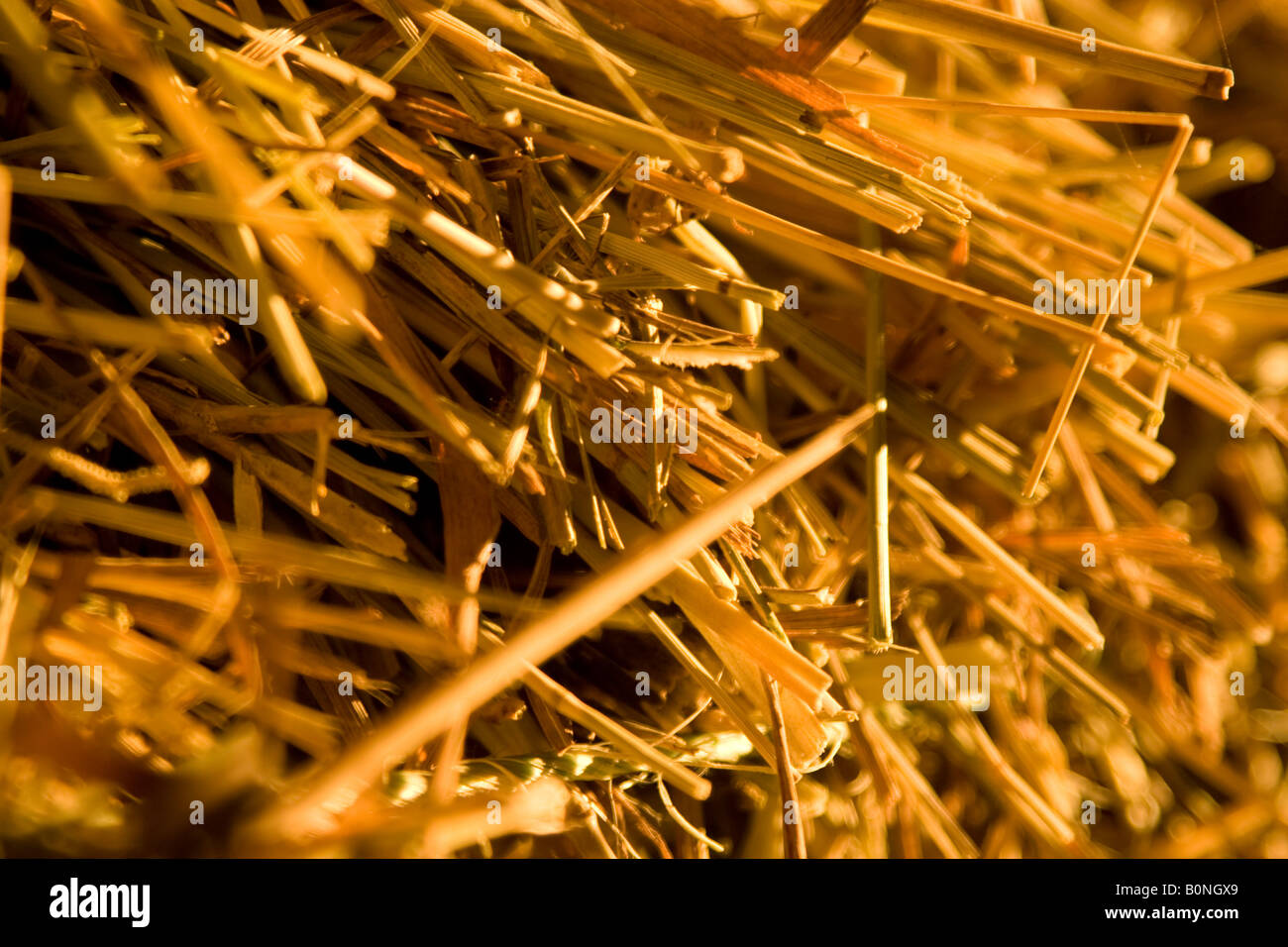 Close up of a bail of hay on the side Stock Photo - Alamy