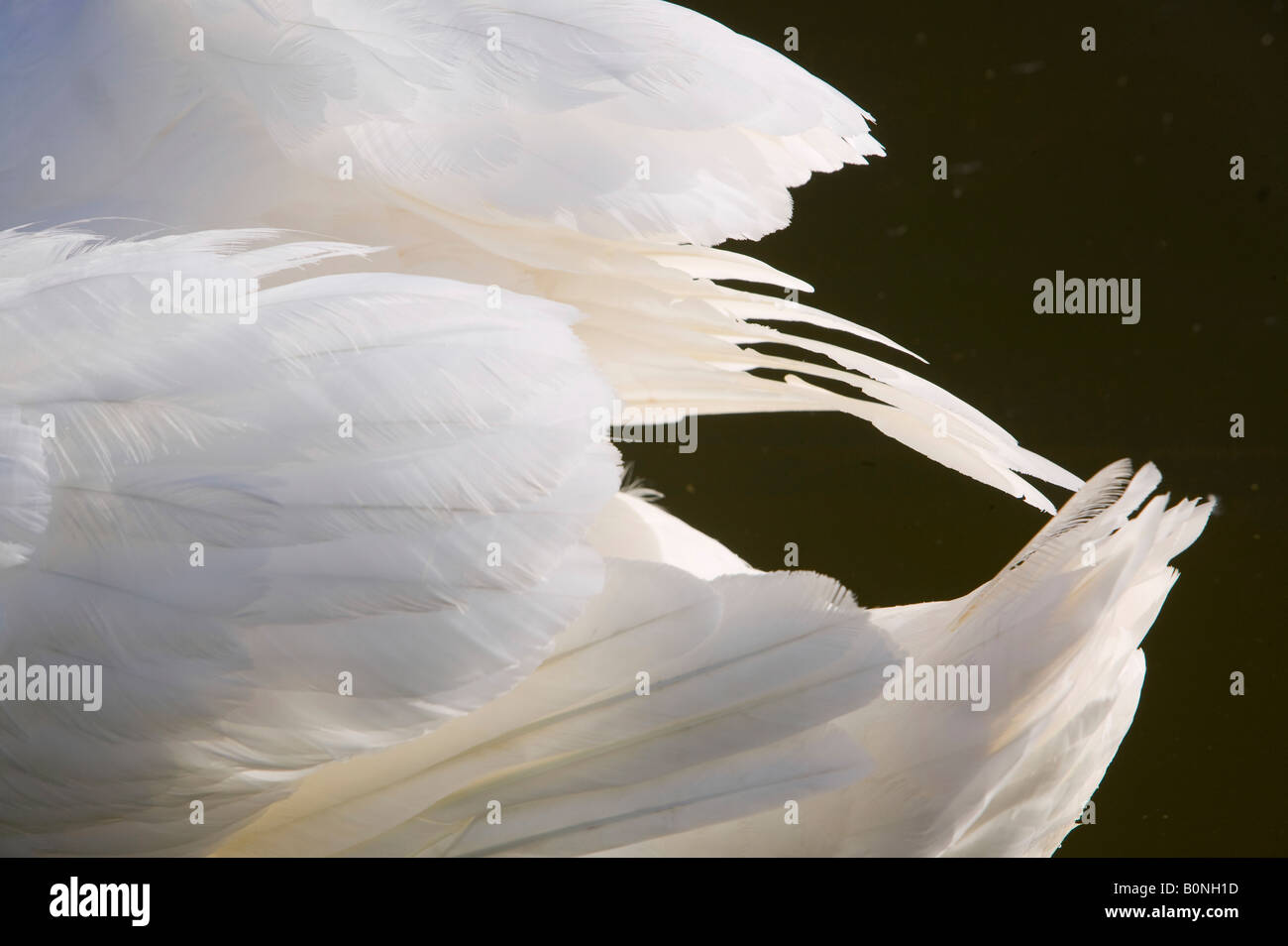 Pristine white feathers hi-res stock photography and images - Alamy