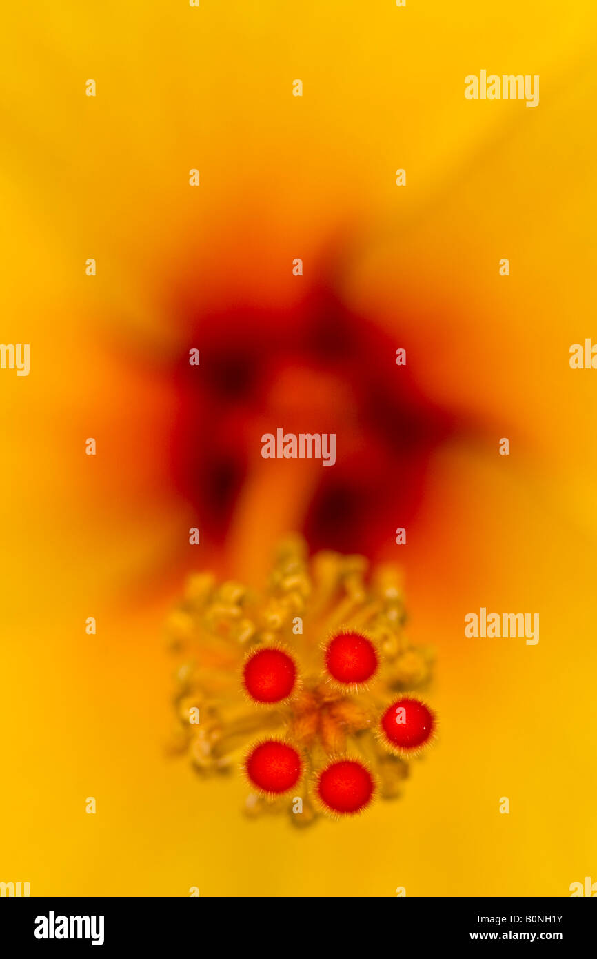 Beautiful yellow hawaiian hibiscus hi-res stock photography and images ...