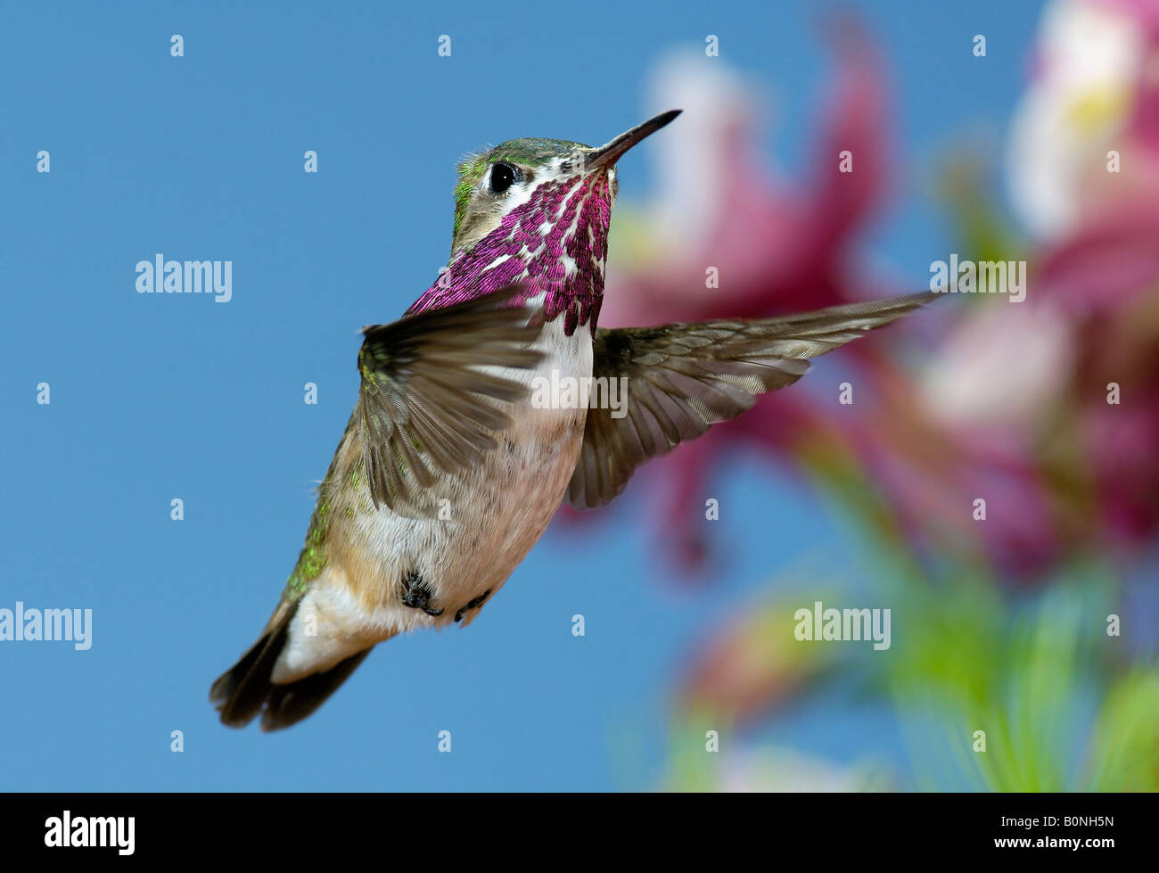 Calliope Hummingbird (Stellula calliope) calliope (French) Chupamirto ...