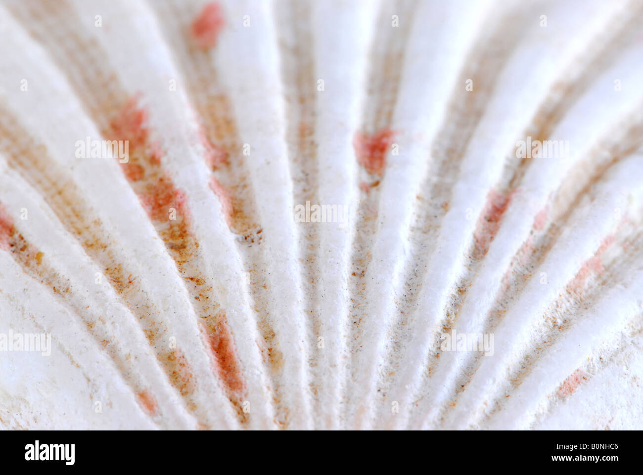 Background of a seashell surface extreme macro image Stock Photo - Alamy