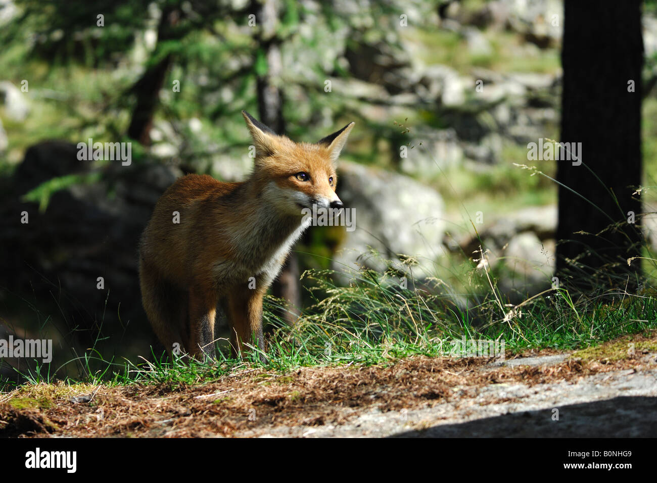fox foxes red Vulpes vulpes canidae mammal mountain winter snow ...