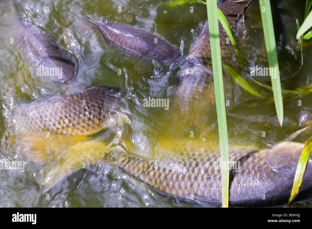 Oxygen for fish hi-res stock photography and images - Alamy