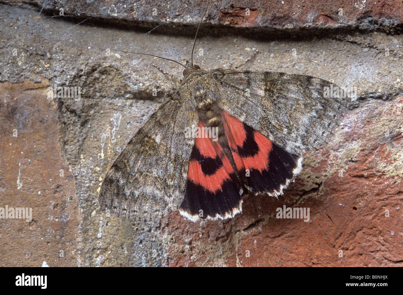 Red underwing moths hi-res stock photography and images - Alamy