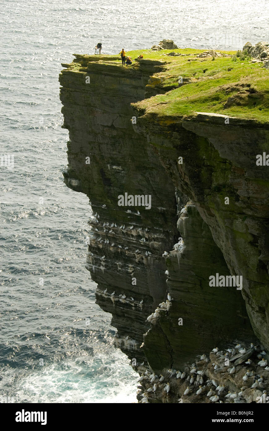 Sea cliffs near the Noup on the Isle of Noss, Shetland Islands ...