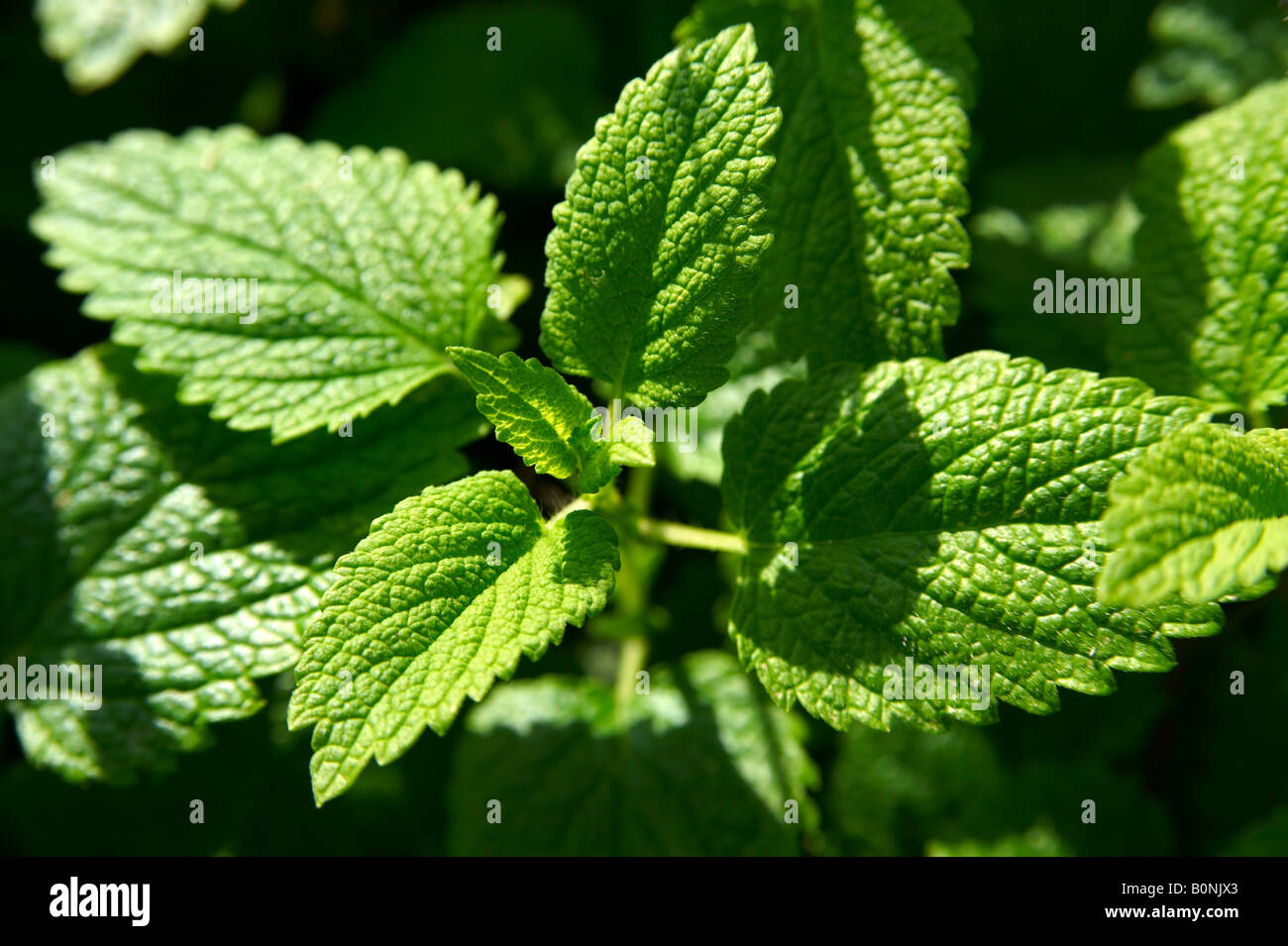 Mint herb leaves plant hi-res stock photography and images - Alamy