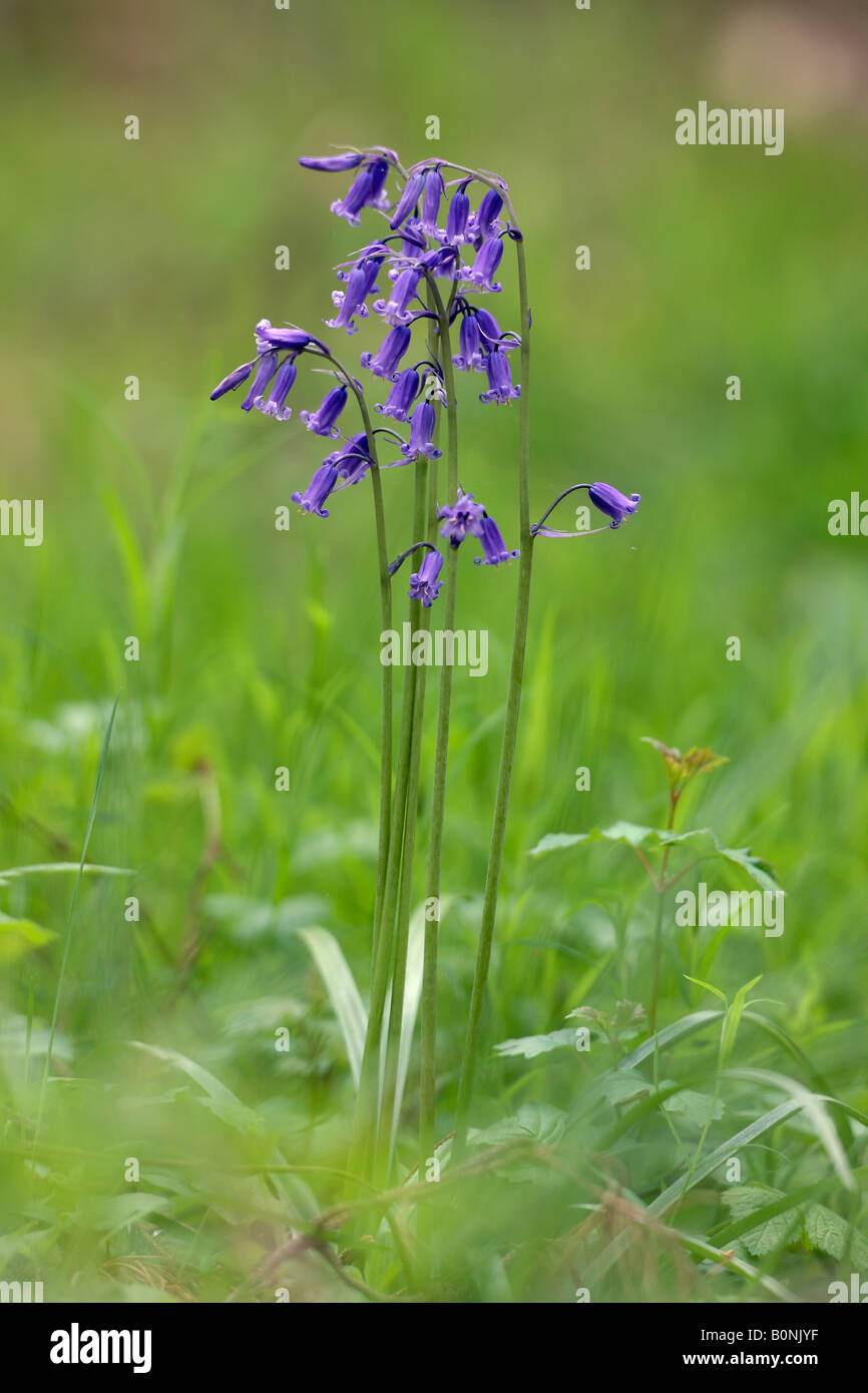 Non native wildlife hi-res stock photography and images - Alamy