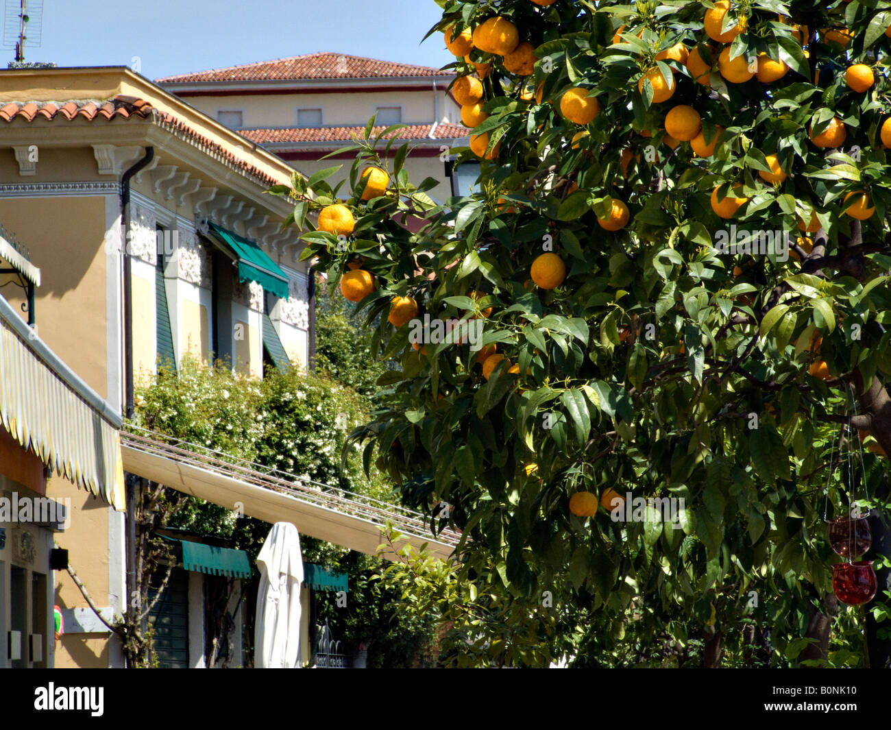 Orange tree in Milan Stock Photo - Alamy