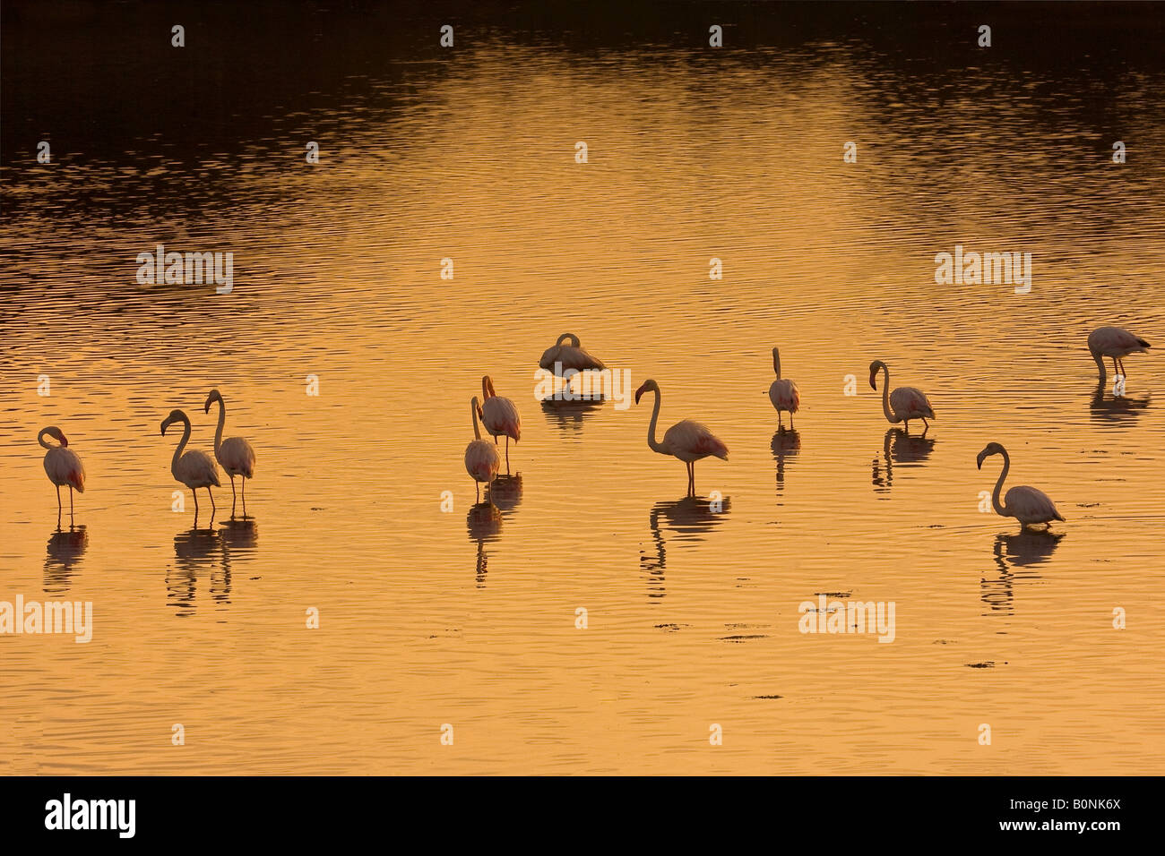 Greater flamingos Phoenicopterus ruber at dawn at Rio Formosa nature ...