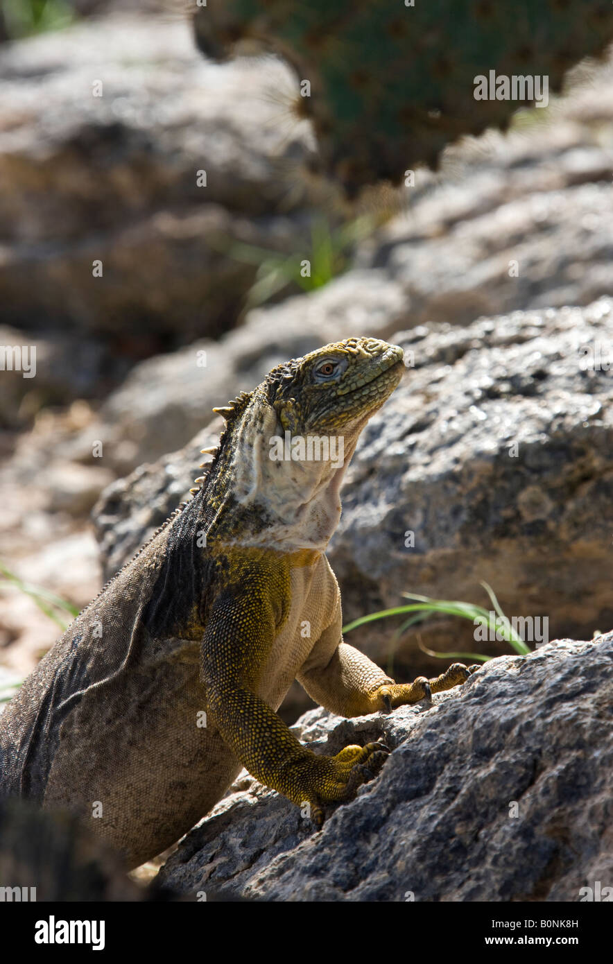 Galapagos Land Iguana - Conolophus subcristatus - on Fernandina Island ...